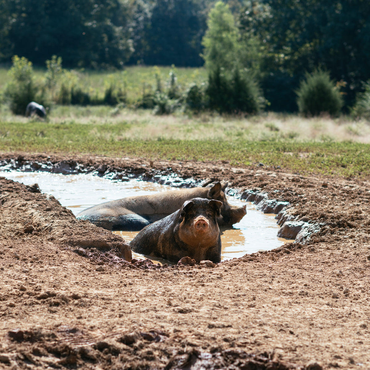 Wet Hot American Hog Farm – Home Place Pastures