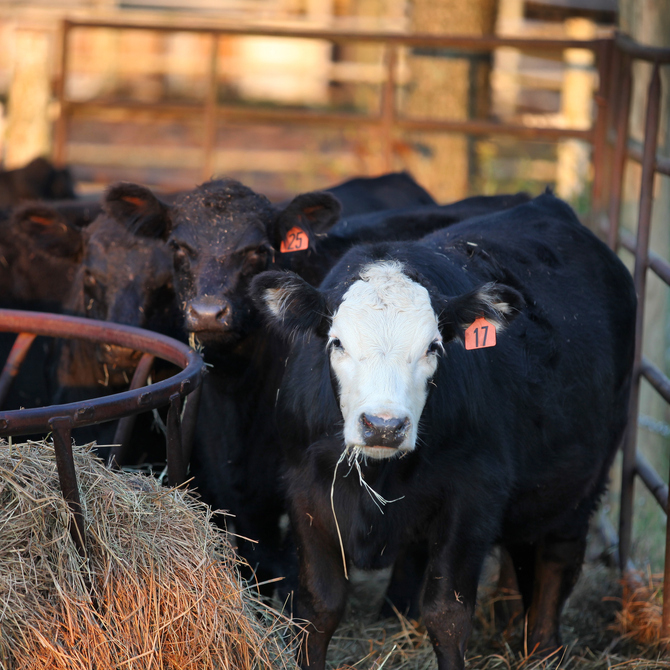 Farming Practices – Home Place Pastures